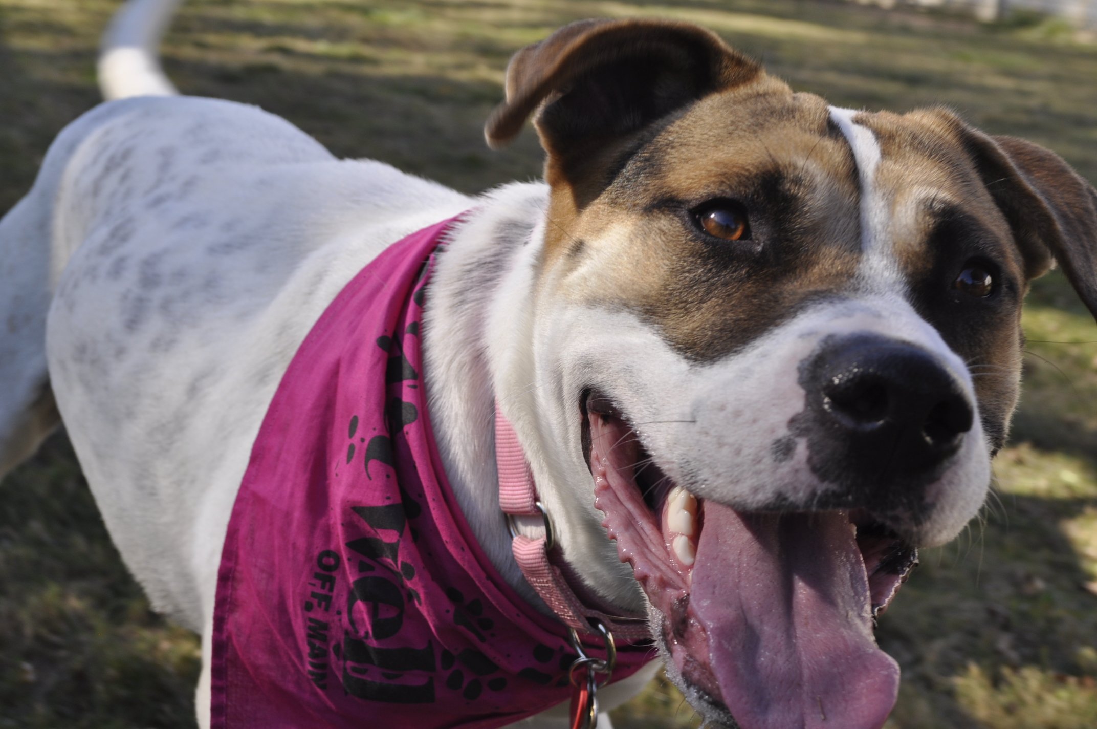 Dogs — Project POOCH