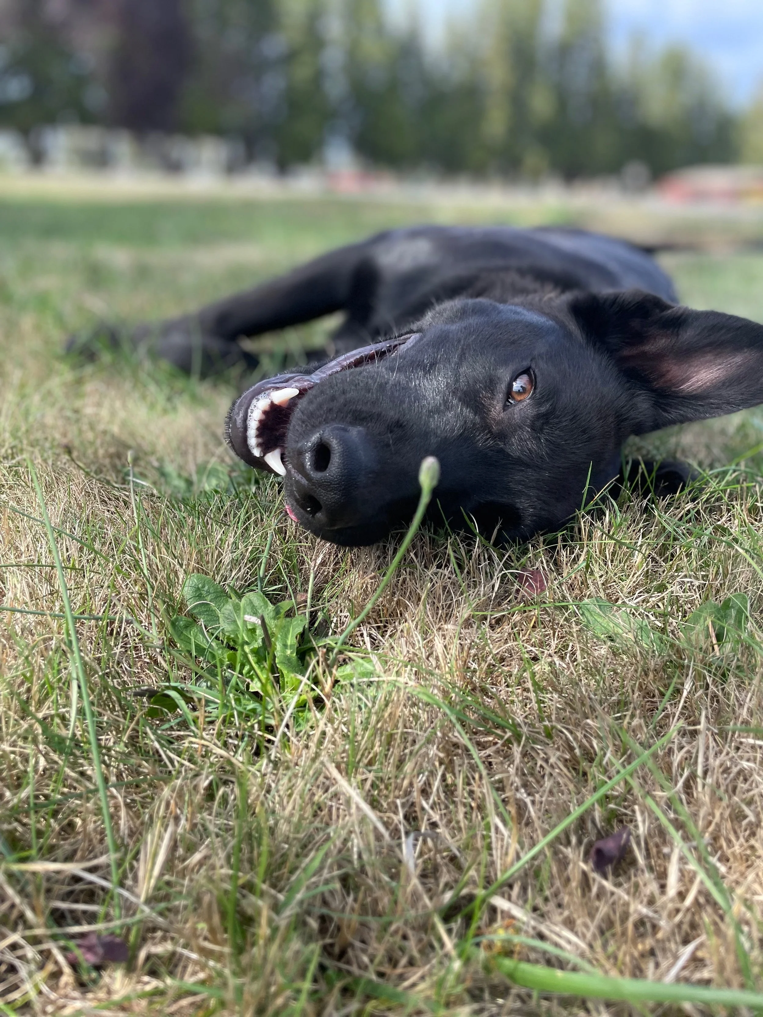 Dogs — Project POOCH