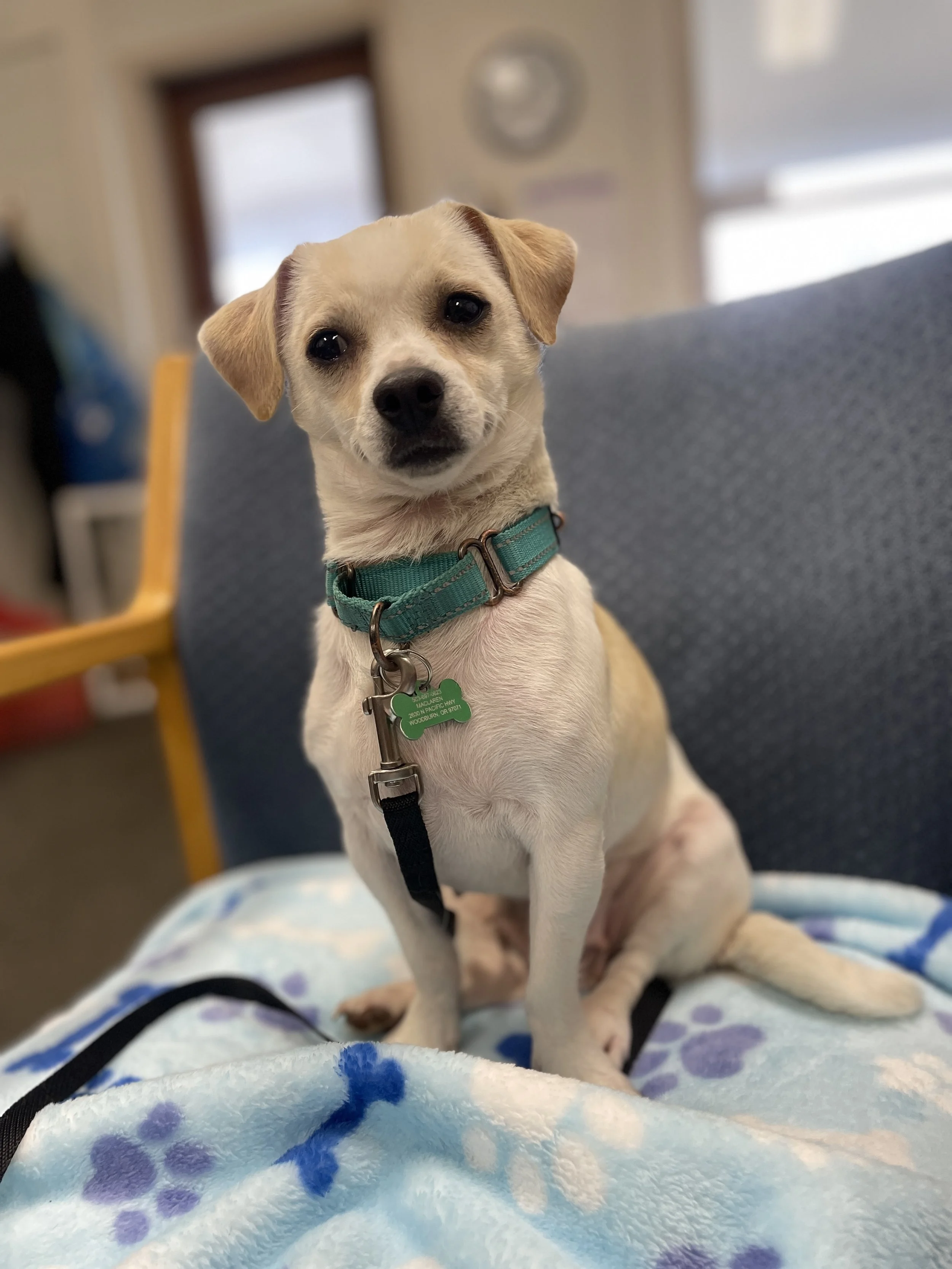 Adoptable Dogs — Project POOCH