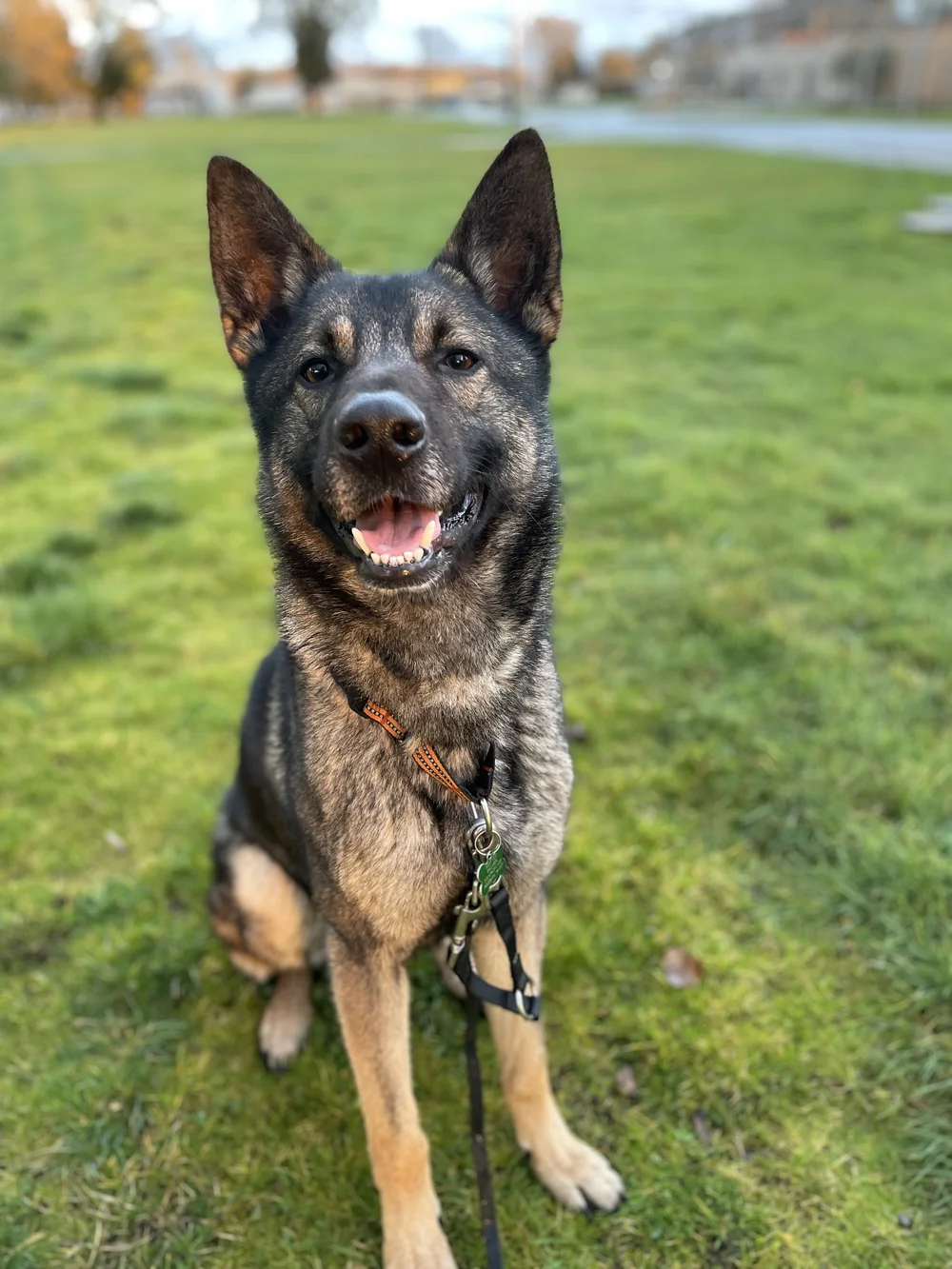Adoptable Dogs — Project POOCH
