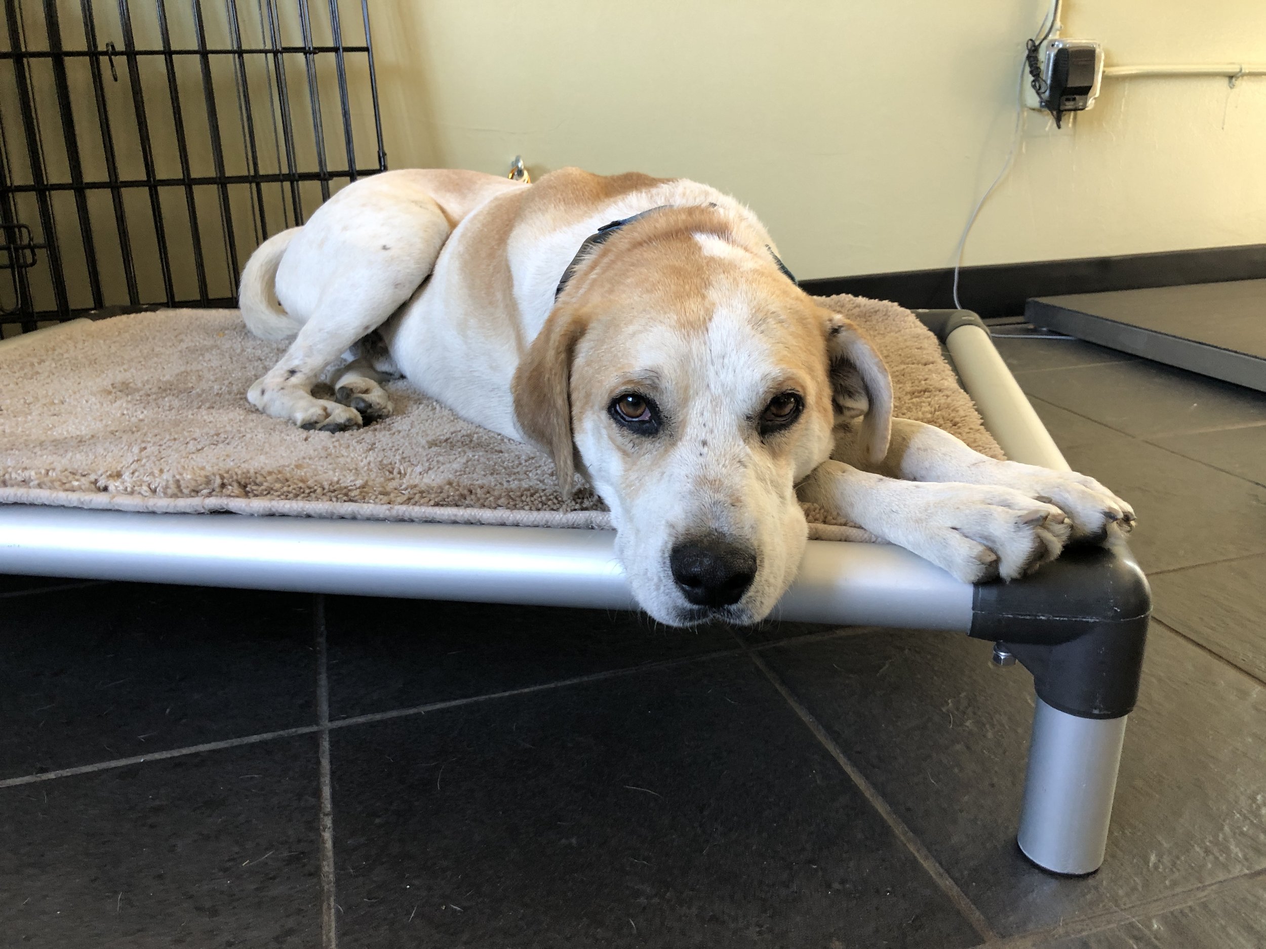 About — Project POOCH