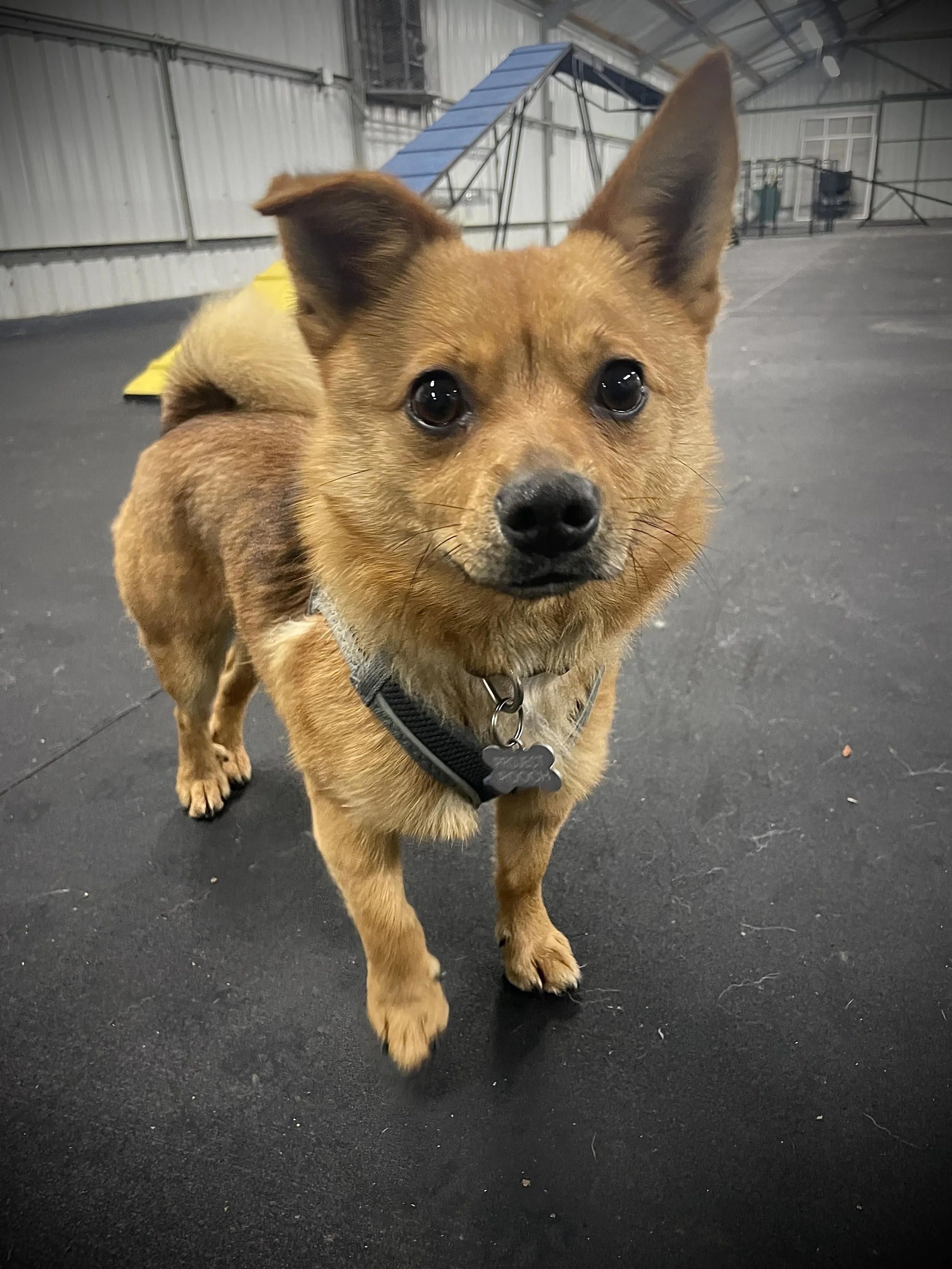 Adoptable Dogs — Project POOCH