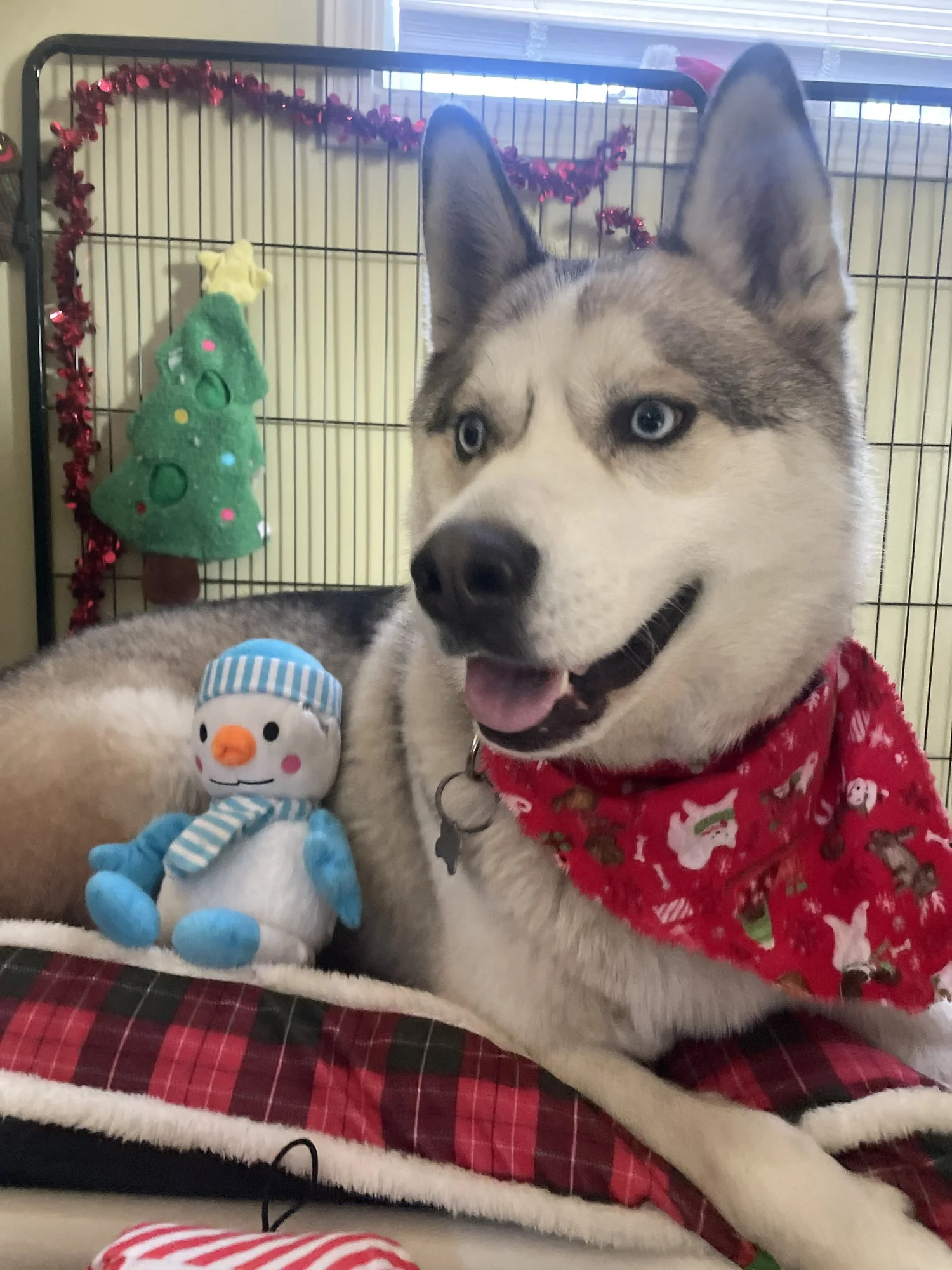 Adoptable Dogs — Project POOCH