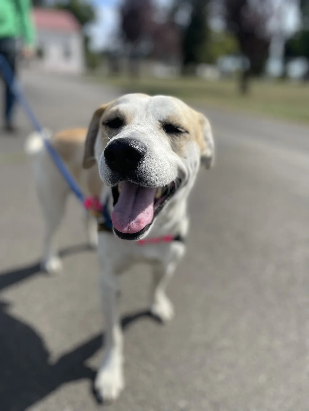 Adoptable Dogs — Project POOCH