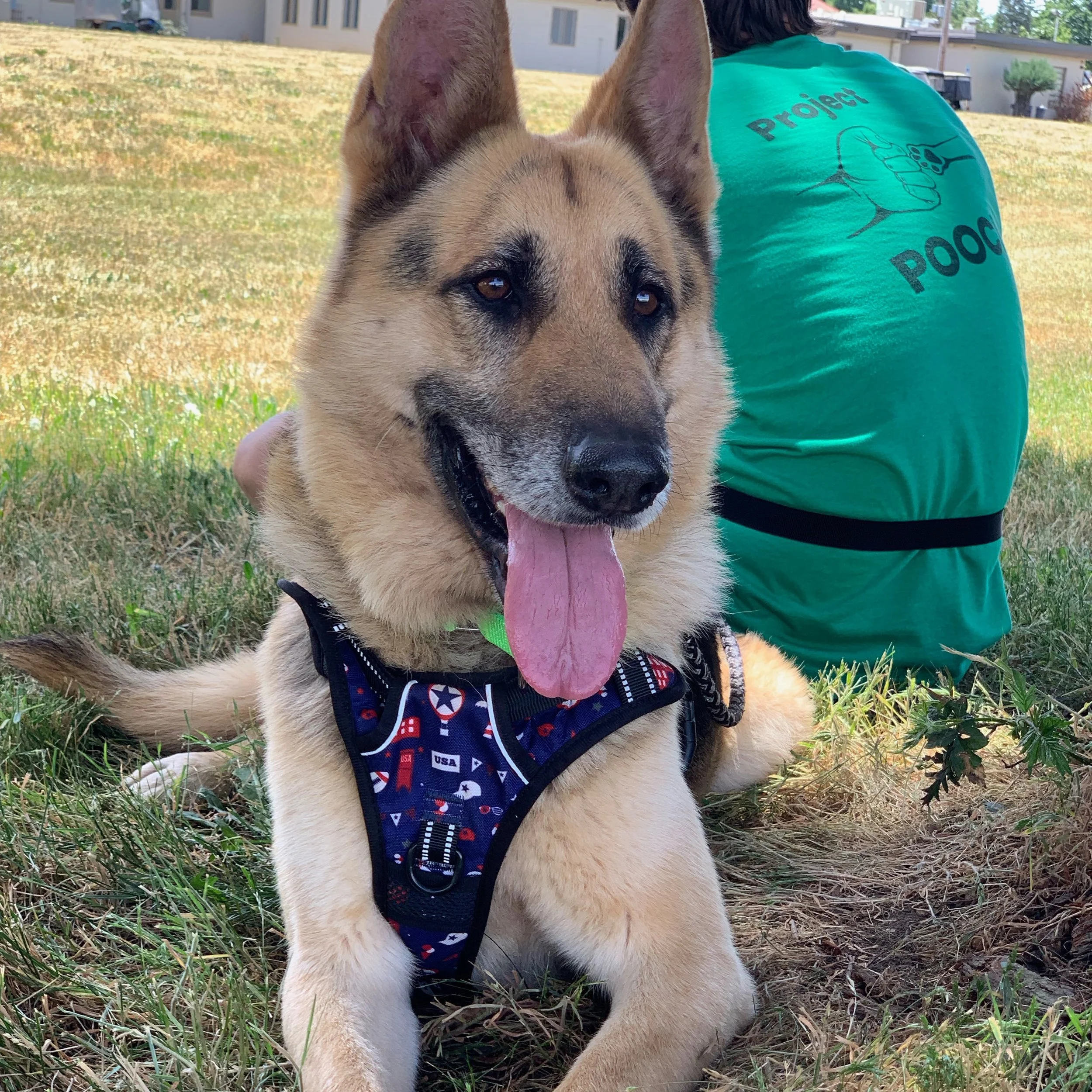 Adoptable Dogs — Project POOCH