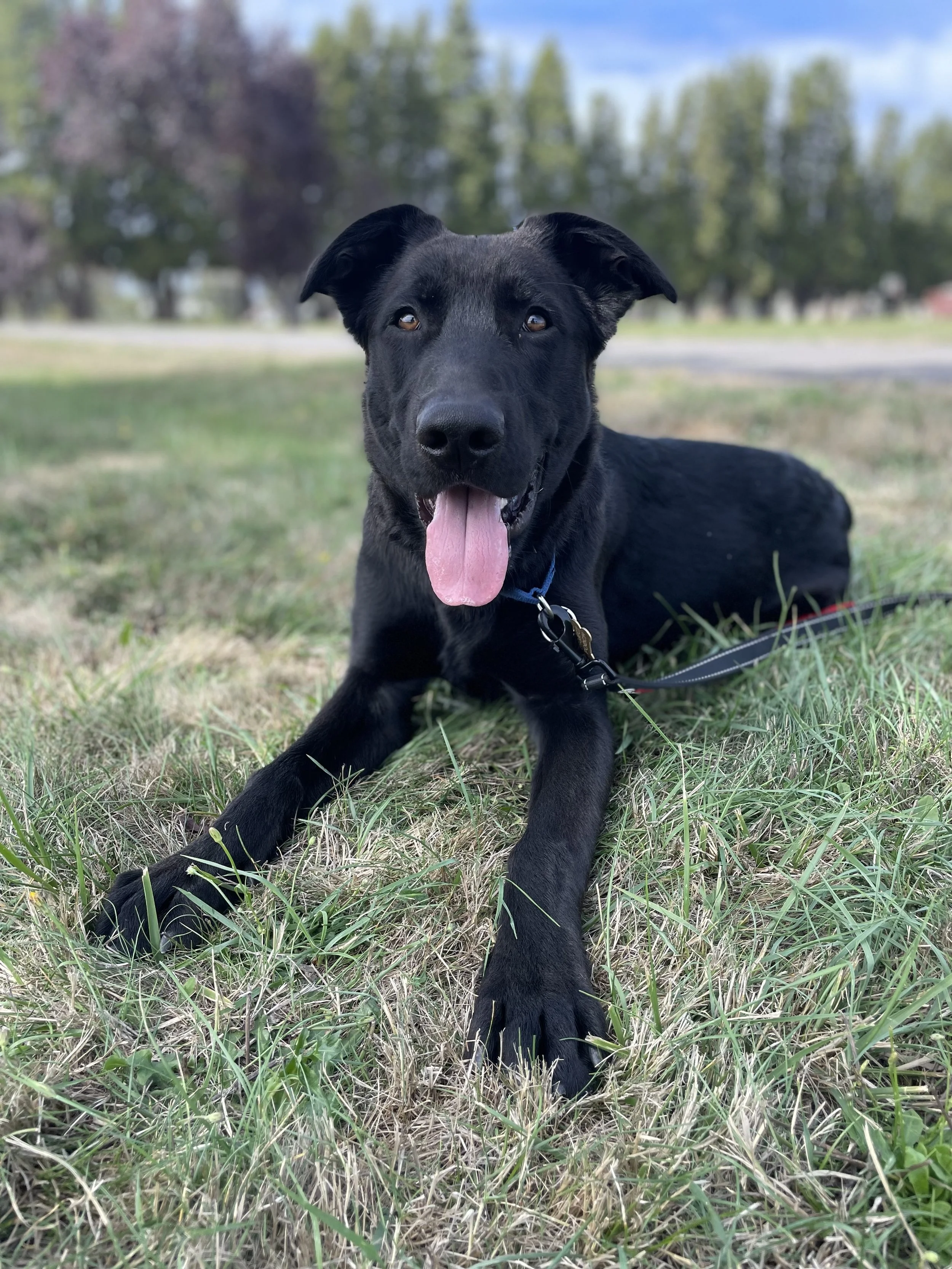 Adoptable Dogs — Project POOCH