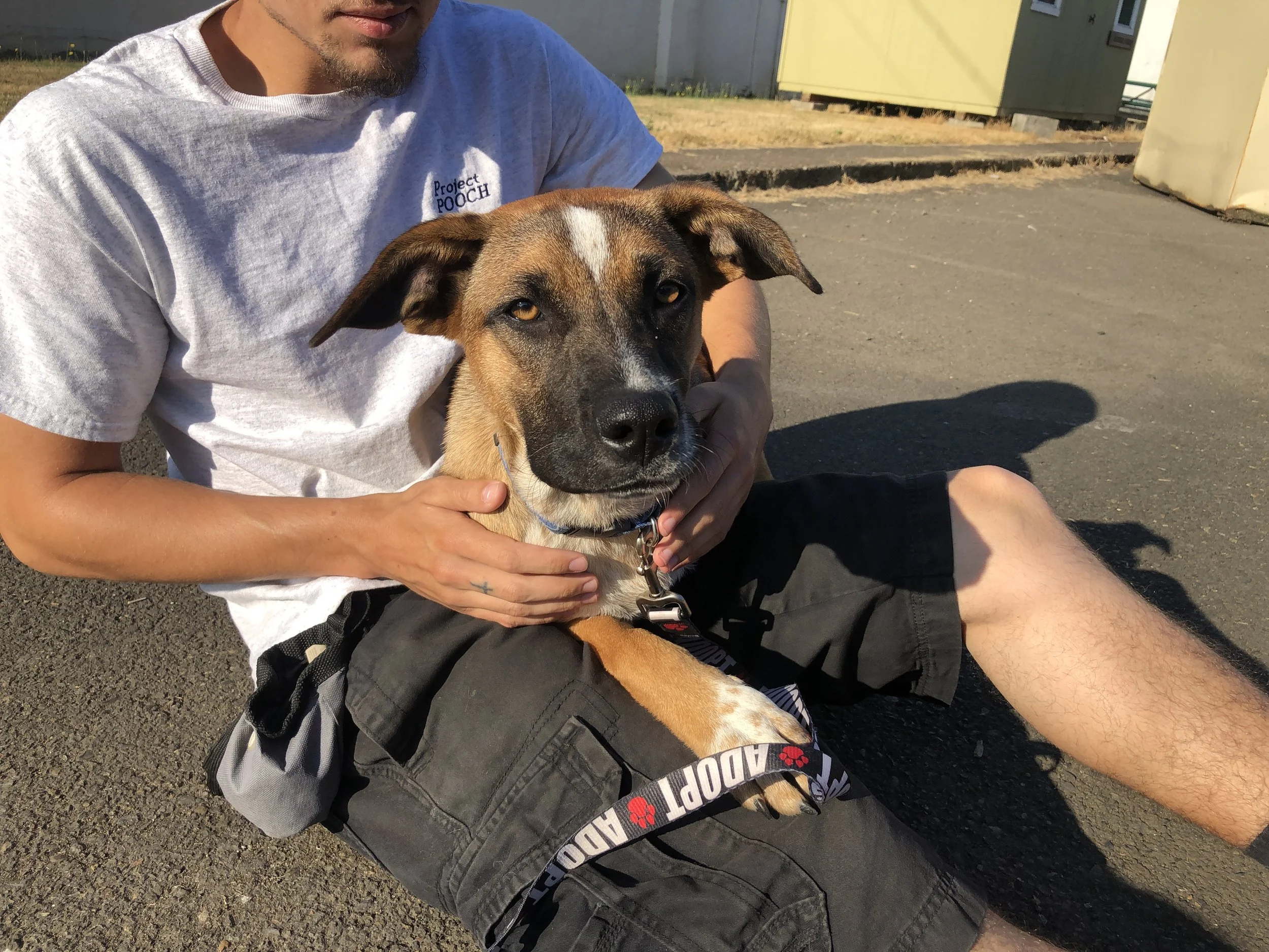 About — Project POOCH