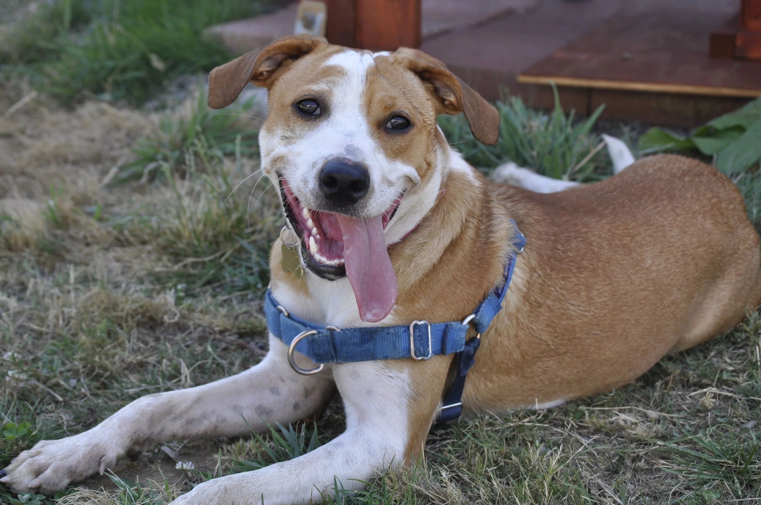 Dogs — Project POOCH