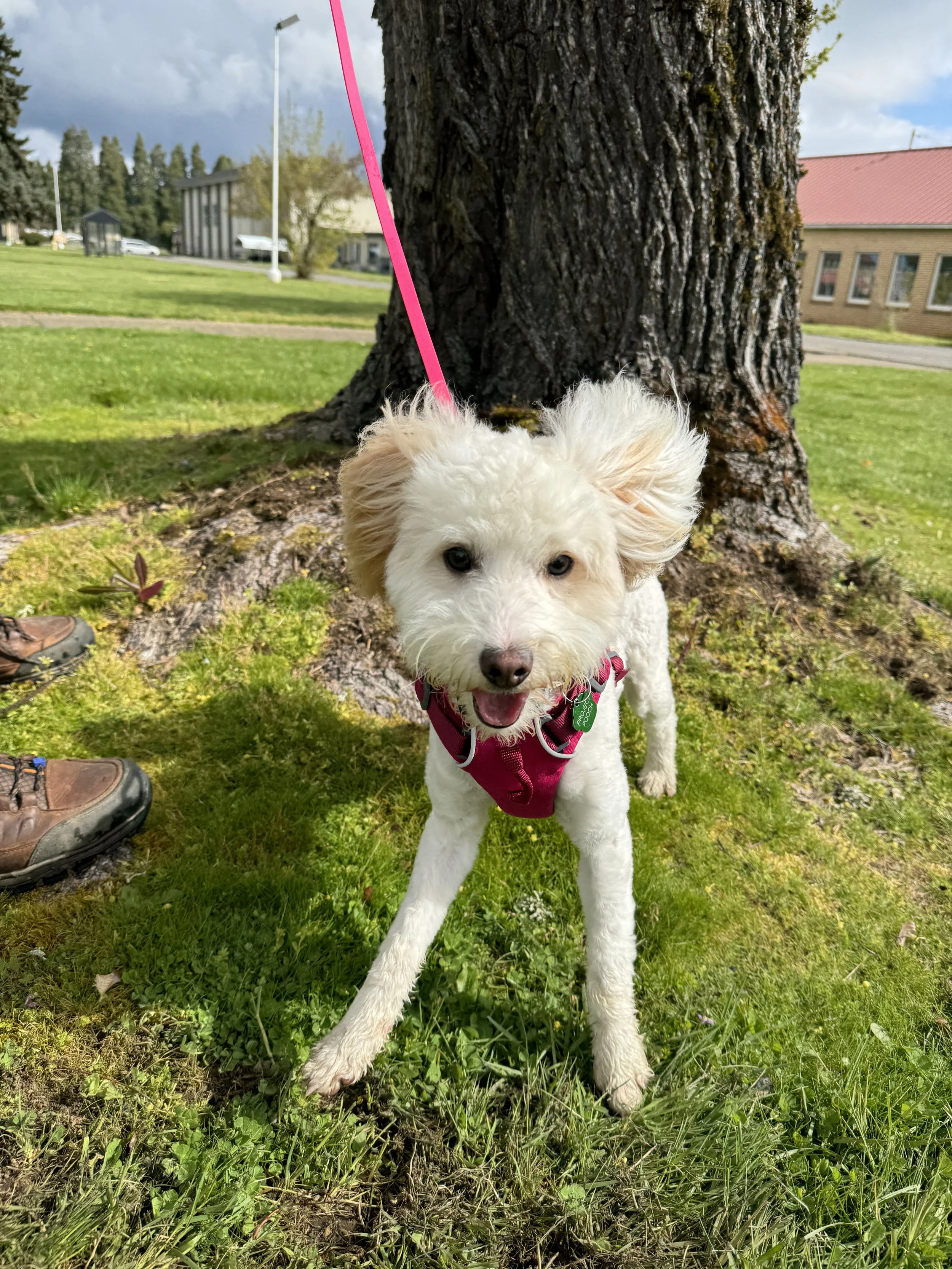 Adoptable Dogs — Project POOCH