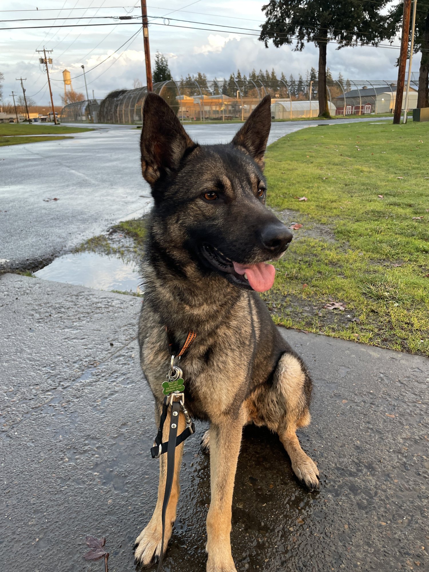 Adoptable Dogs — Project POOCH