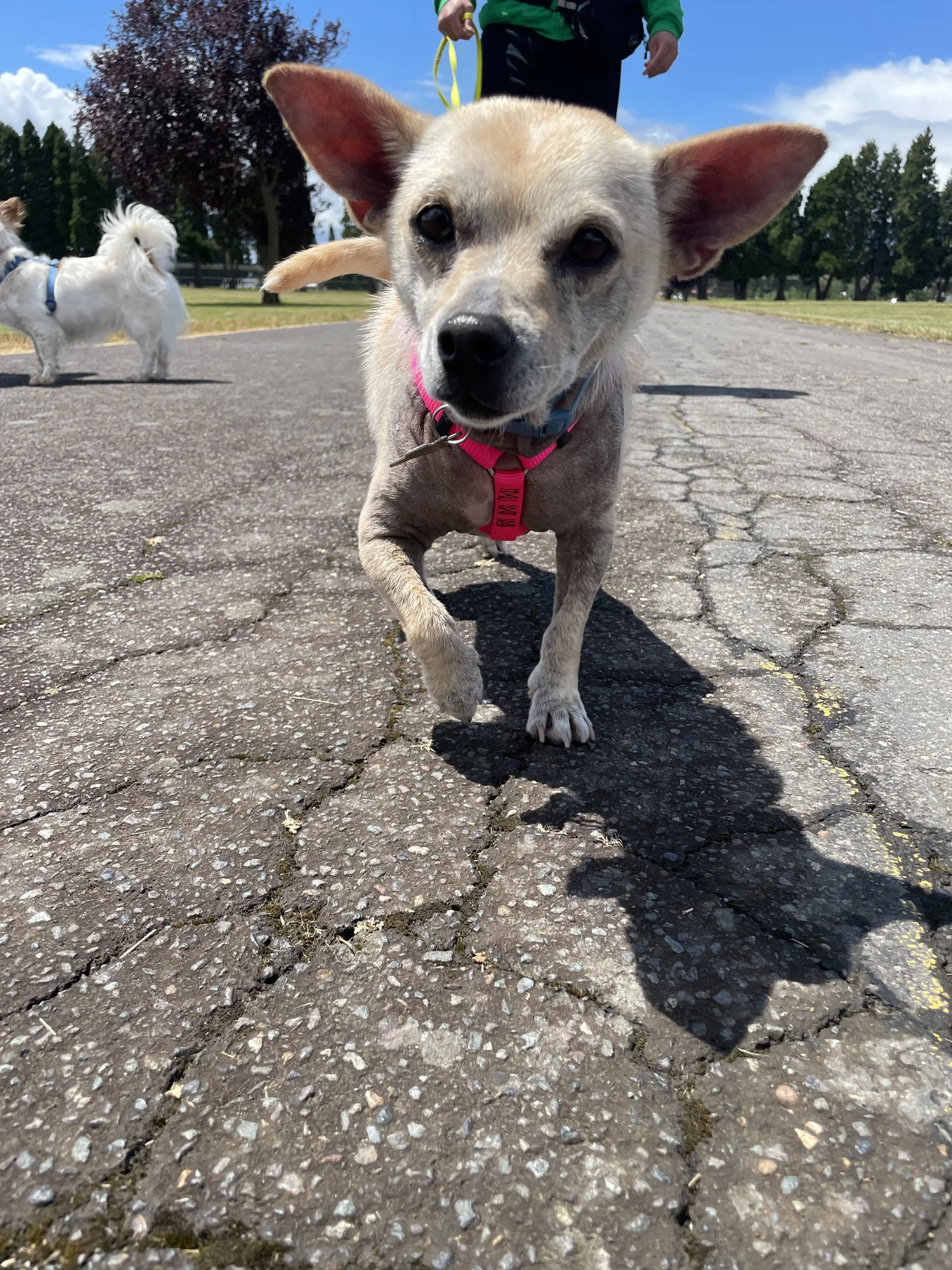 Adoptable Dogs — Project POOCH