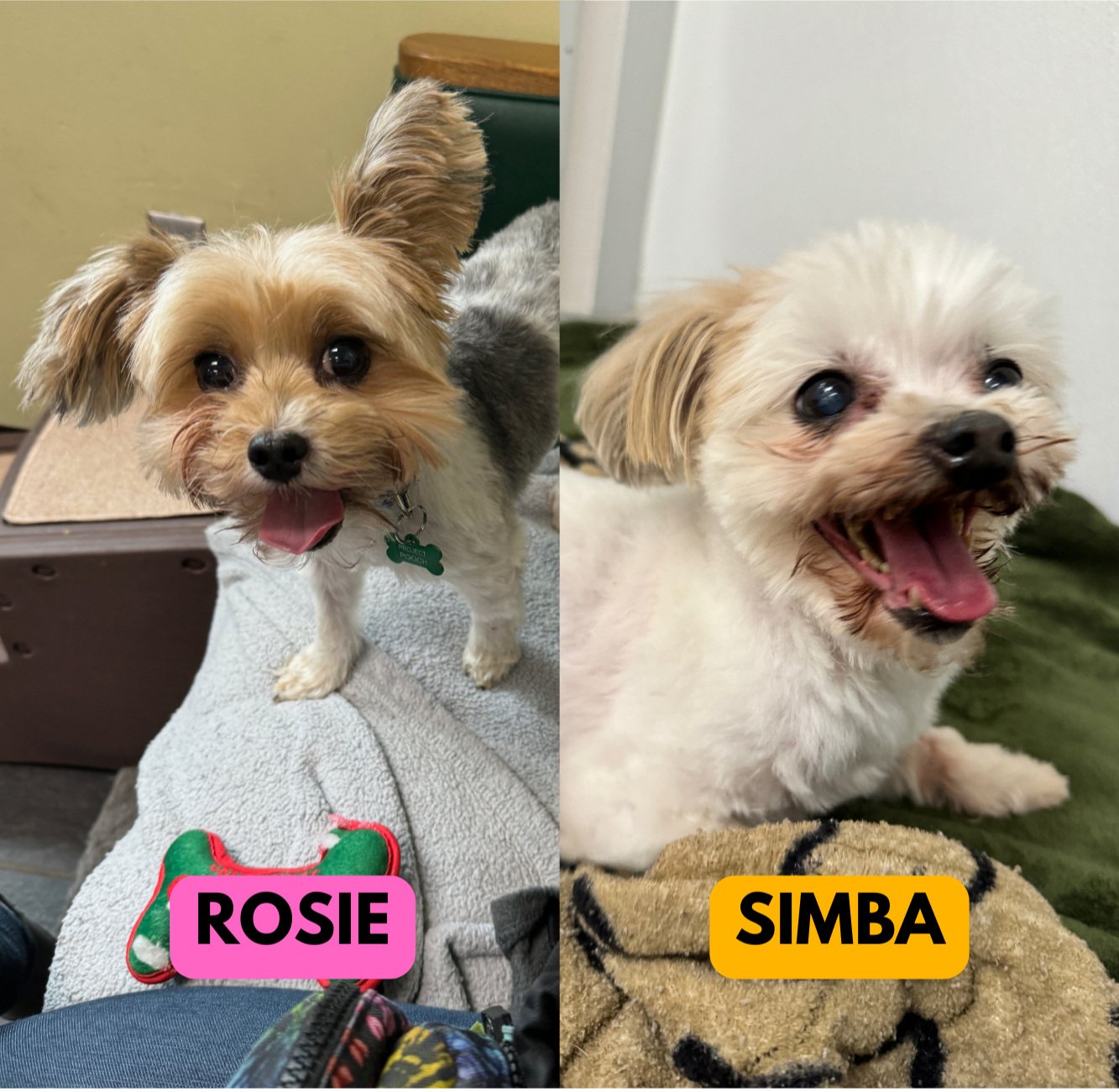 Adoptable Dogs — Project POOCH