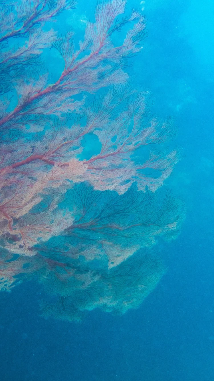 Sea Fans