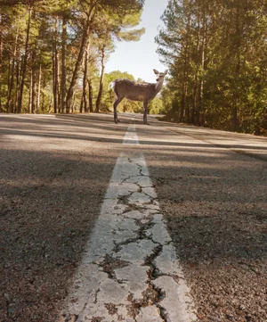 Wildlife Migration and Movement | Discover and Support — Oregon ...