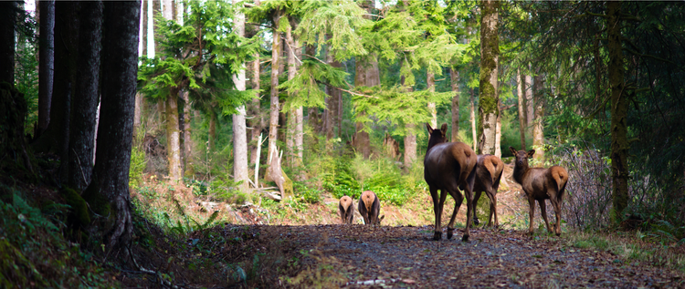Our Mission — Oregon Wildlife Foundation