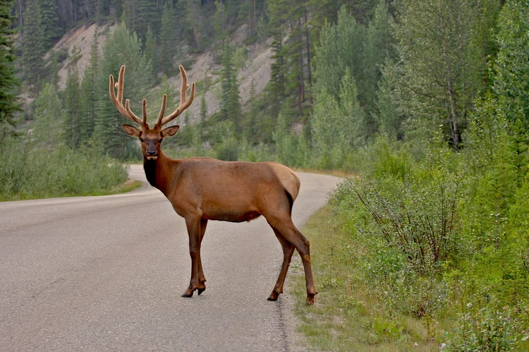 Blog — Oregon Wildlife Foundation
