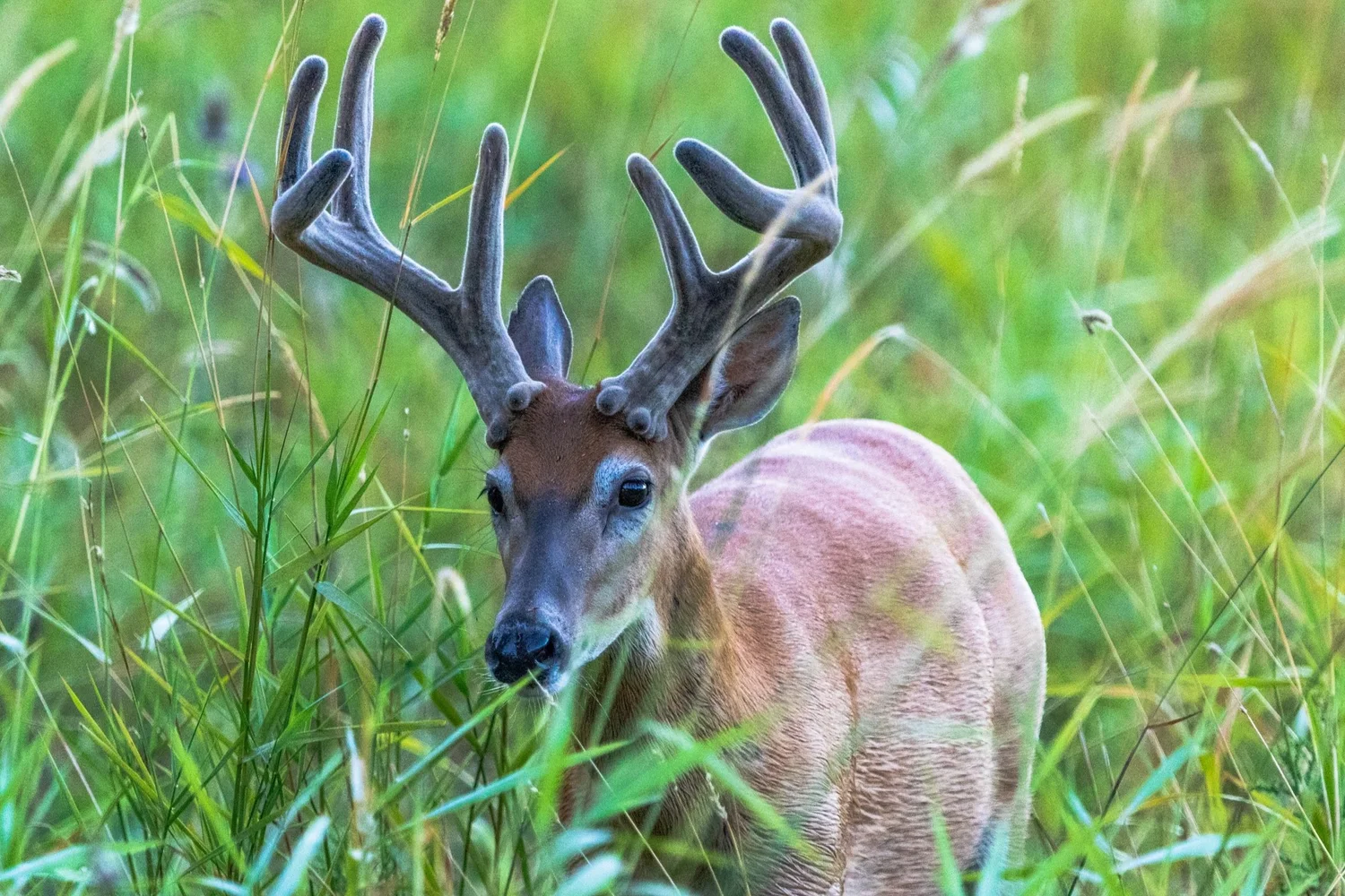 Our Mission — Oregon Wildlife Foundation