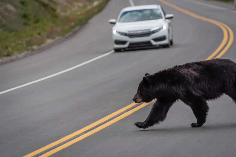 Wildlife Migration and Movement | Discover and Support — Oregon ...