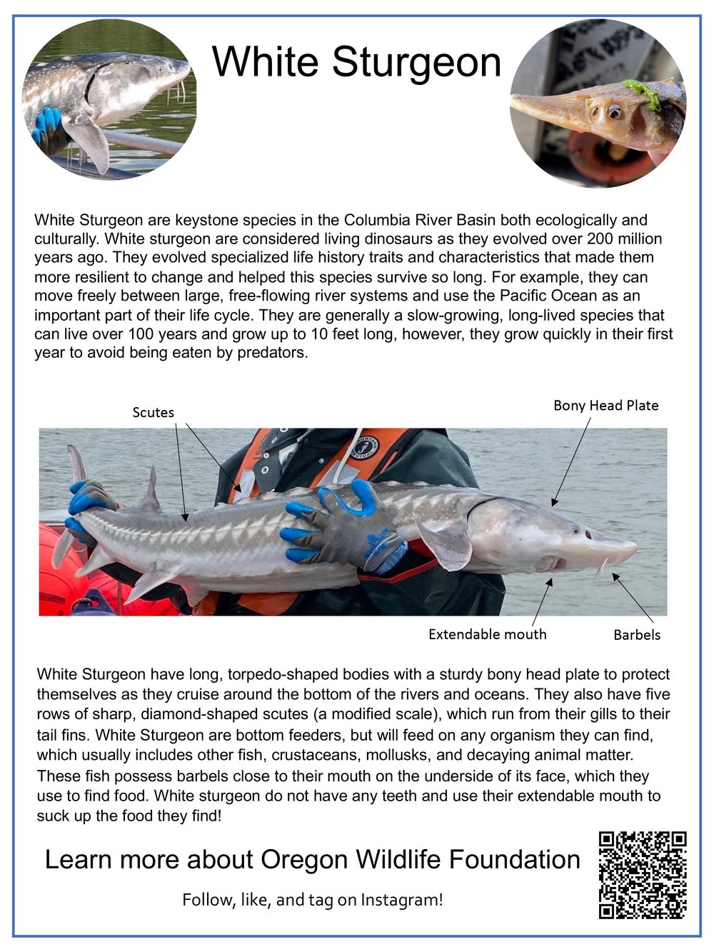 Sturgeon Interpretive Center | Discover & Support — Oregon Wildlife ...