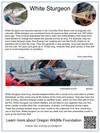 Sturgeon Interpretive Center | Discover & Support — Oregon Wildlife ...