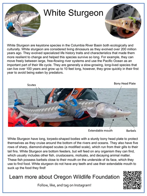 Sturgeon Interpretive Center | Discover & Support — Oregon Wildlife ...