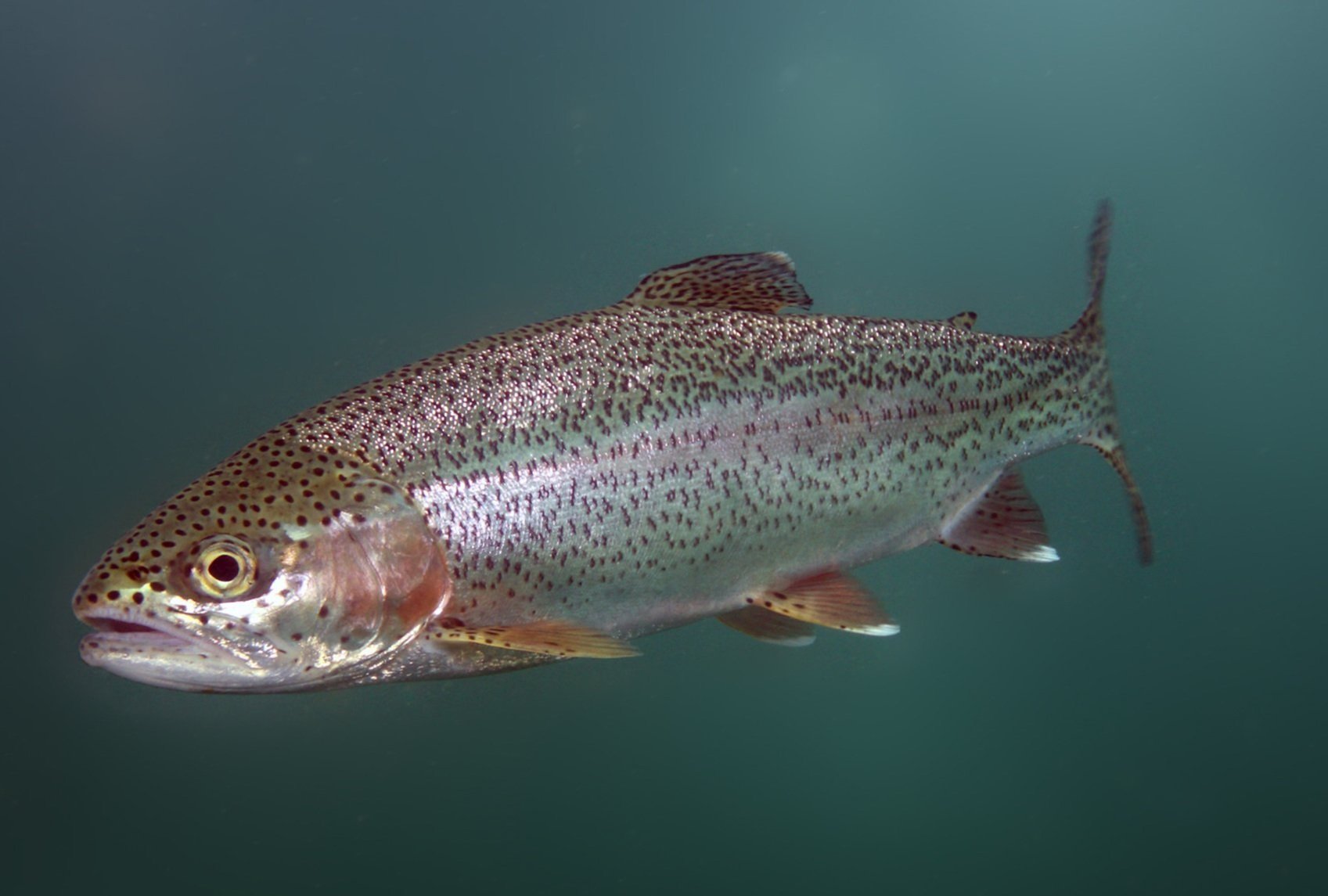 Oregon Wildlife Foundation