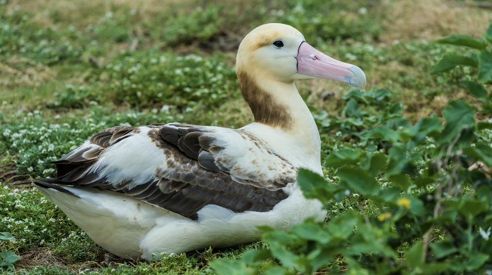What Makes a Species Endangered? — Oregon Wildlife Foundation