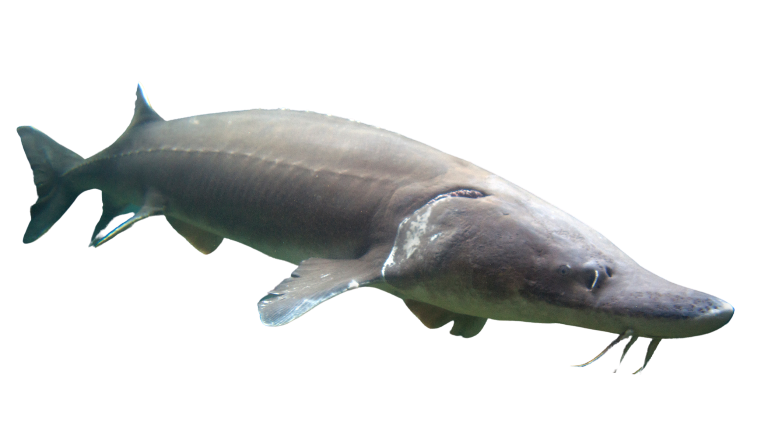 Sturgeon Interpretive Center | Discover & Support — Oregon Wildlife ...