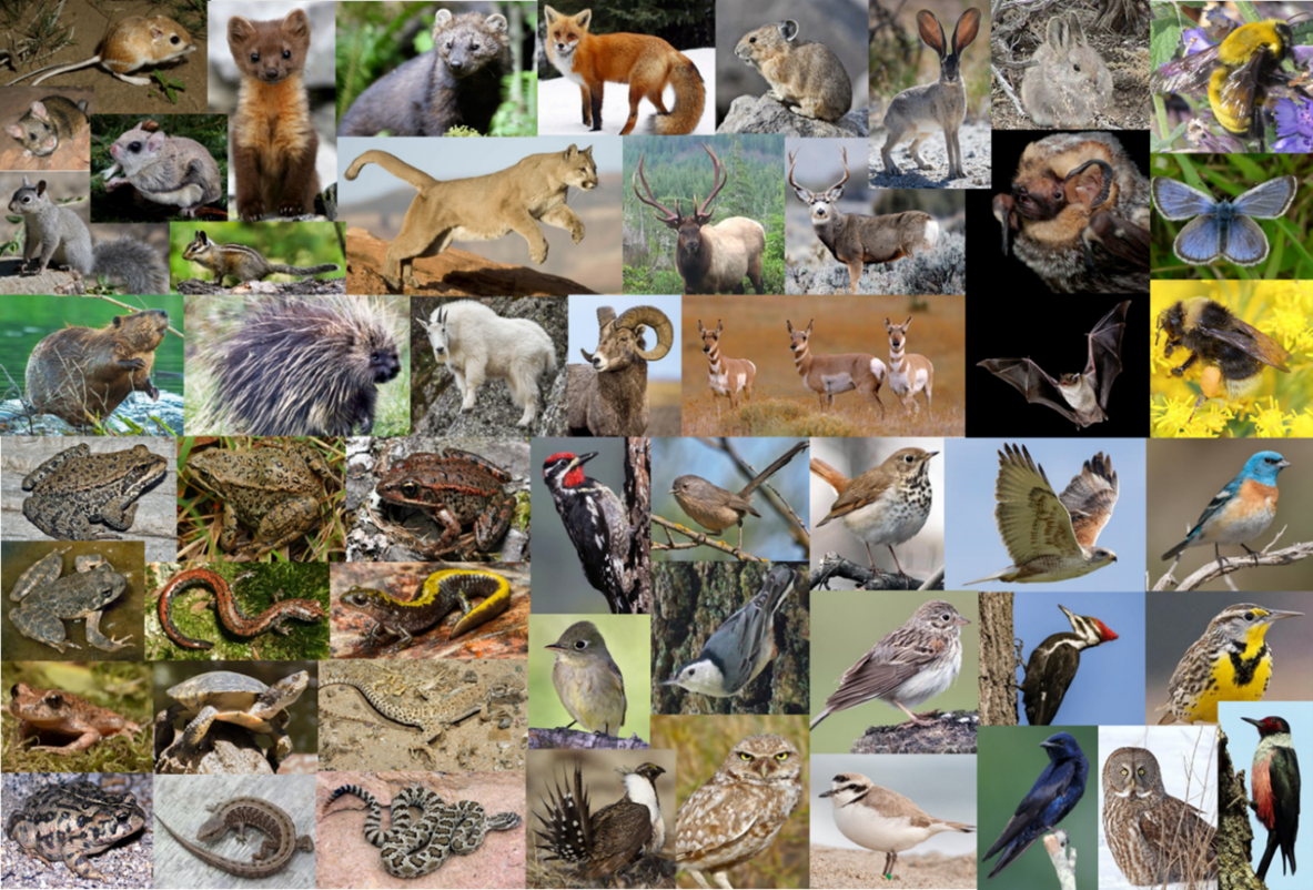 Wildlife Migration and Movement | Discover and Support — Oregon ...