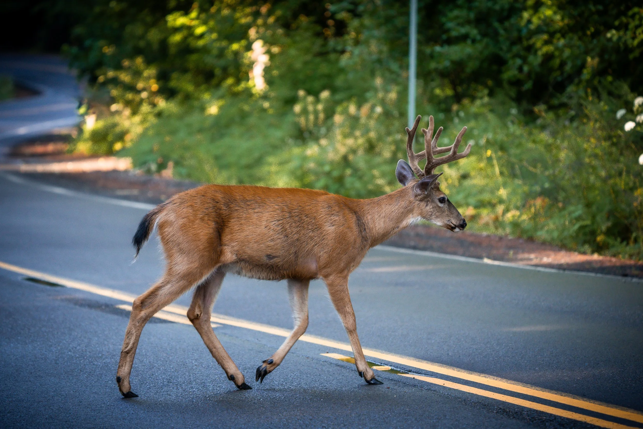 Watch for Wildlife — Oregon Wildlife Foundation