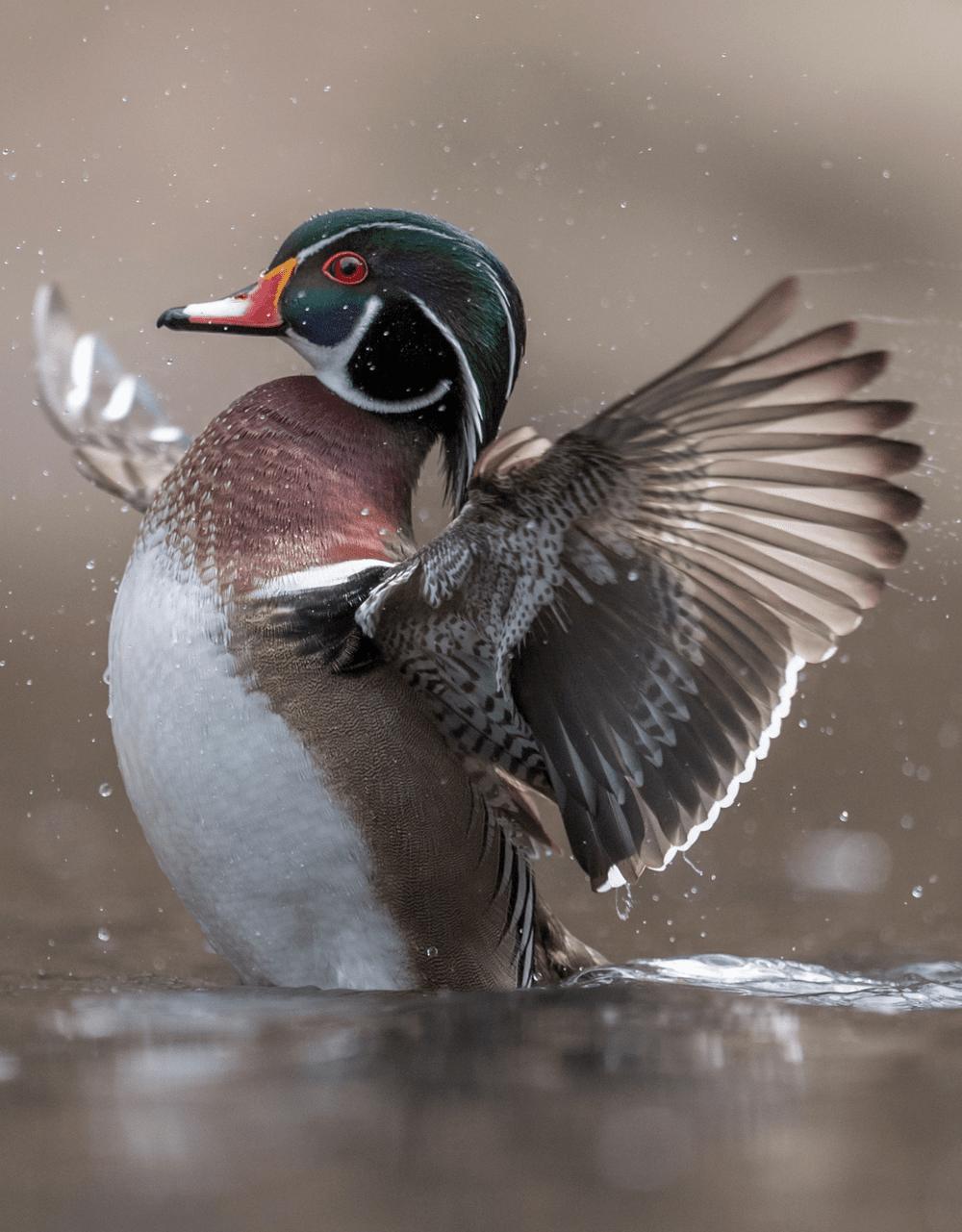 Our Mission — Oregon Wildlife Foundation