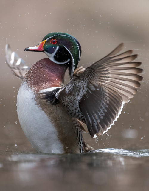 Our Mission — Oregon Wildlife Foundation