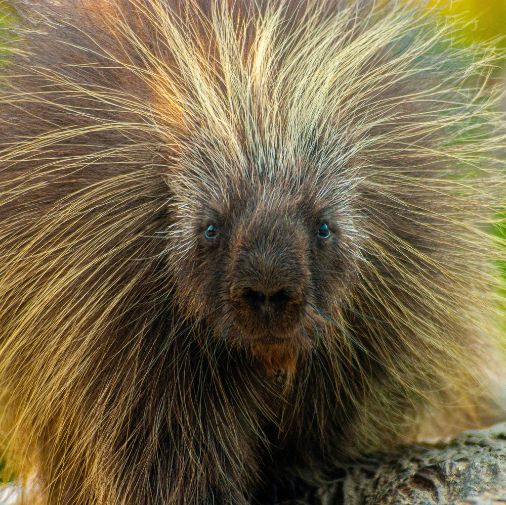 Our Mission — Oregon Wildlife Foundation