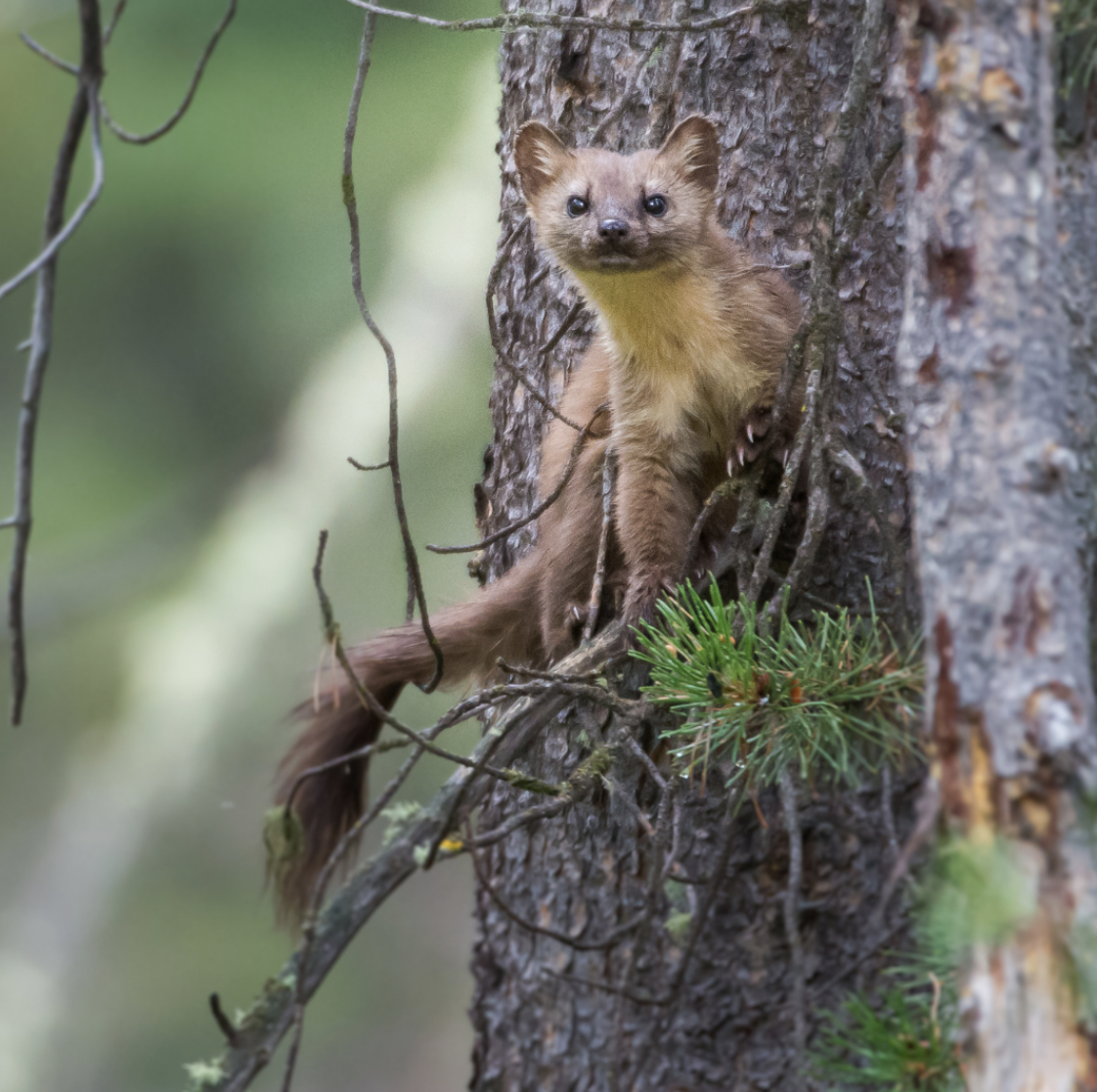 4 Things You Didn't Know About Coastal (Humboldt) Martens — Oregon ...