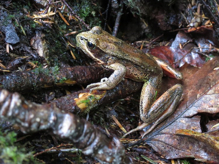 Frogs | Protect Amphibian Paths — Oregon Wildlife Foundation