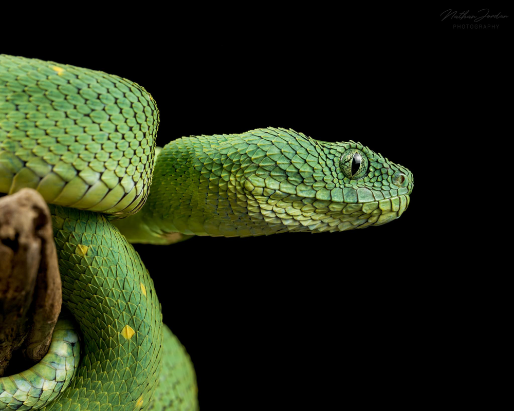 The Twisted Serpent | Hand-Painted Snake Art & Collectibles
