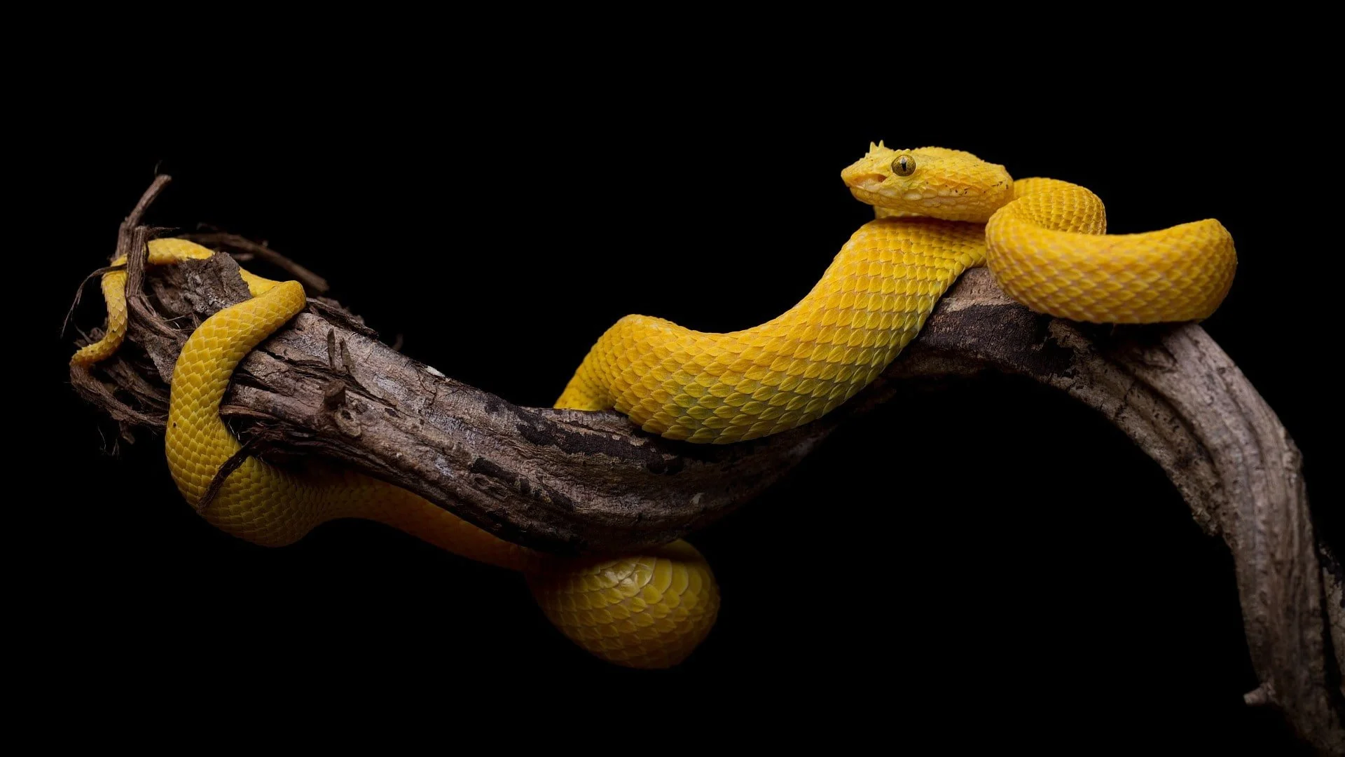 The Twisted Serpent