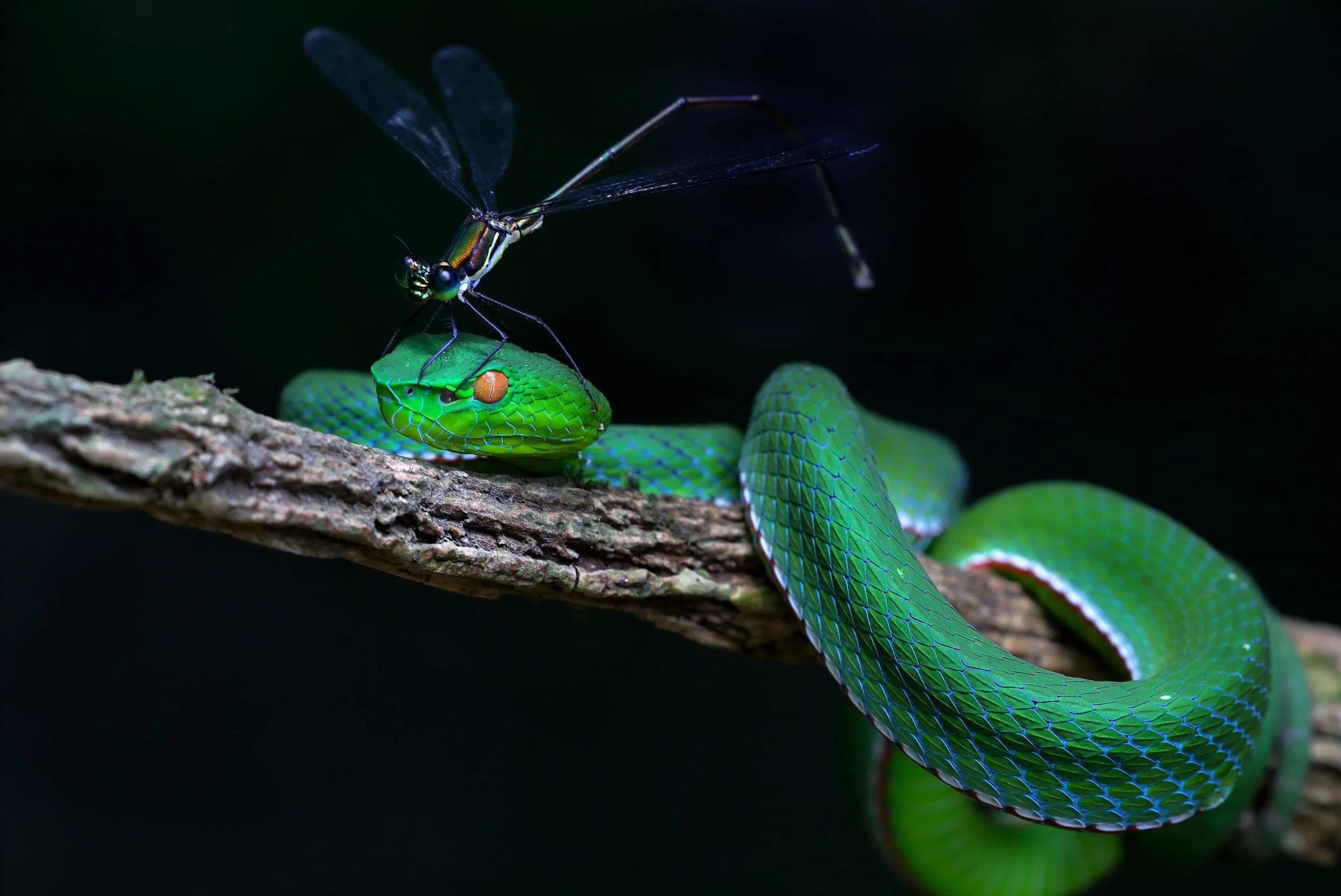 The Twisted Serpent LLC