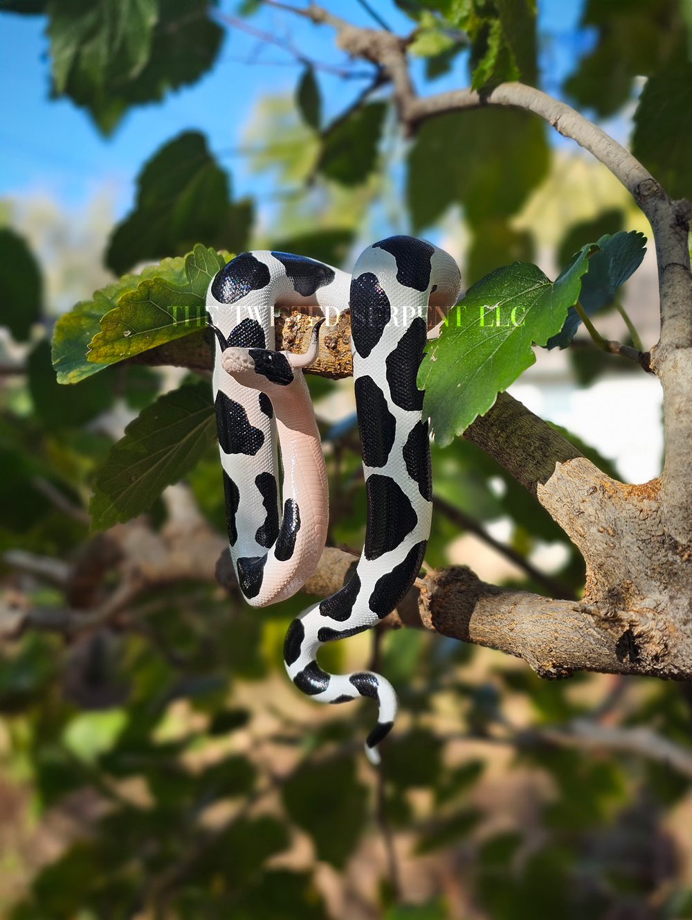 Ginseng — The Twisted Serpent LLC