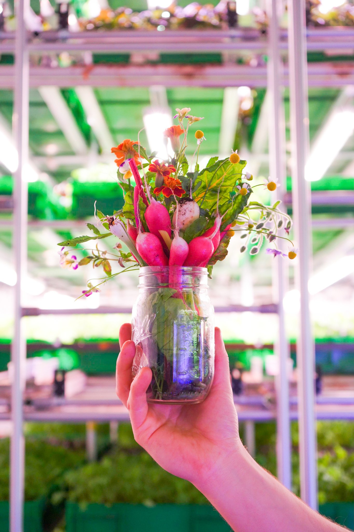 Area 2 Farms: Always Organic, Always Local