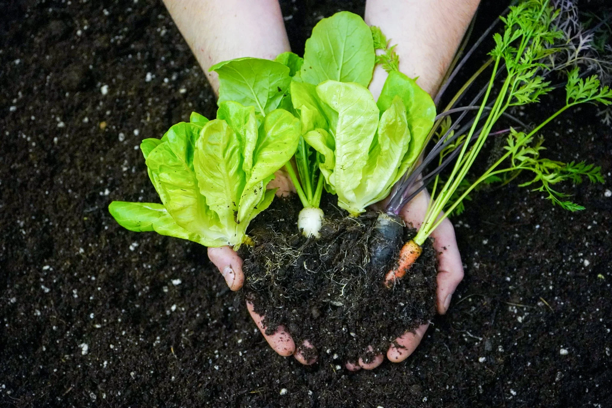 Farming — Area 2 Farms