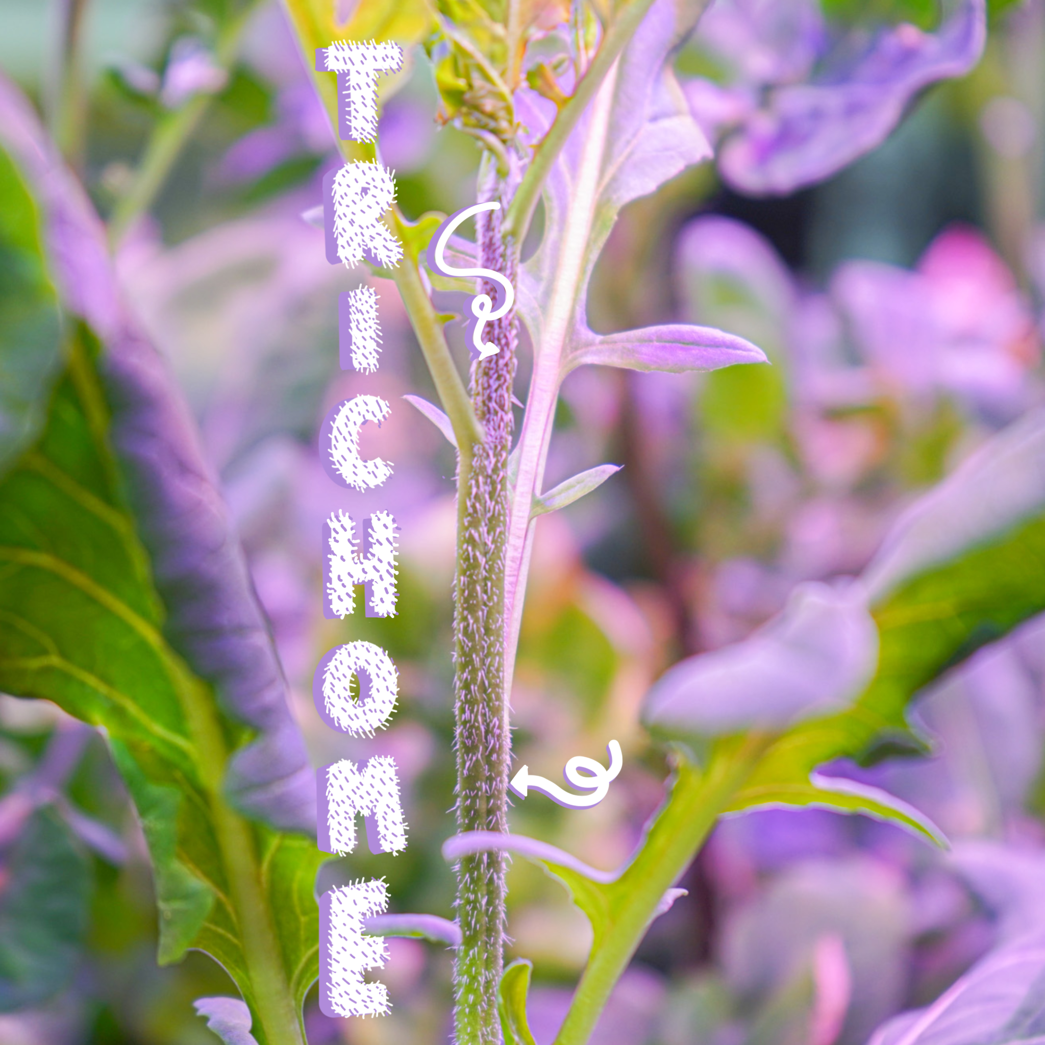 Trichomes — Area 2 Farms
