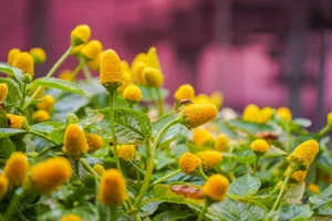 Nature's Pop Rocks - Buzz Buttons — Area 2 Farms