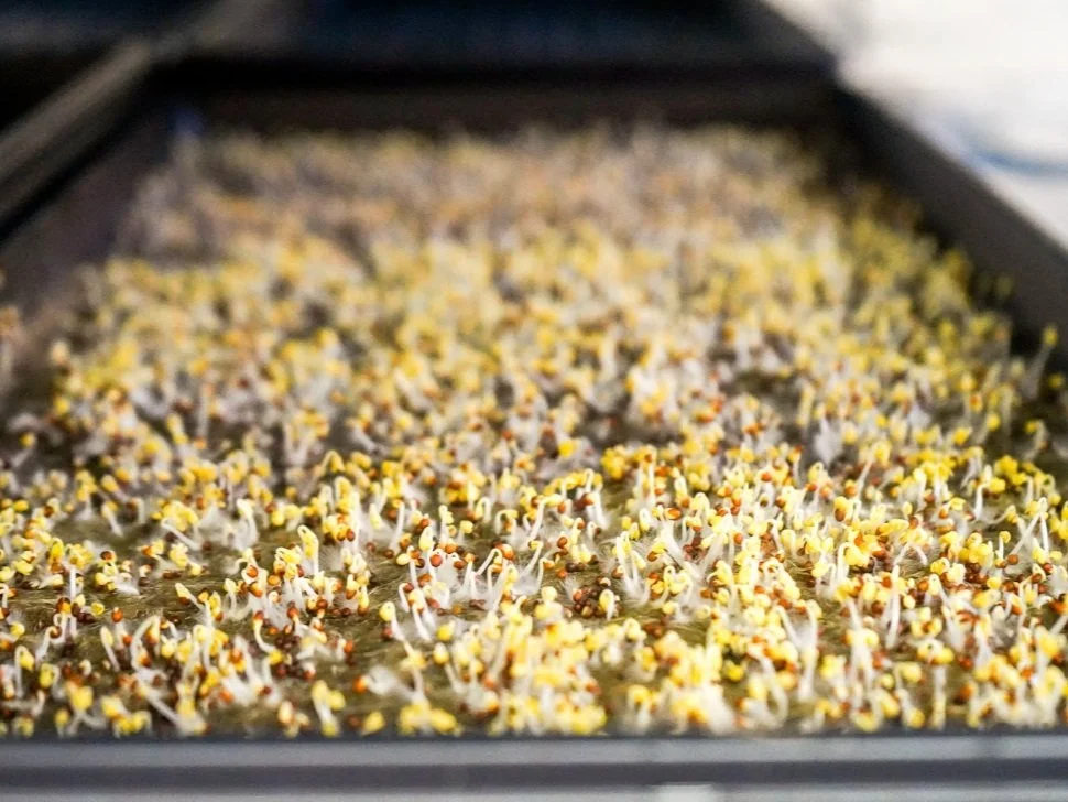 Broccoli Microgreens — Area 2 Farms