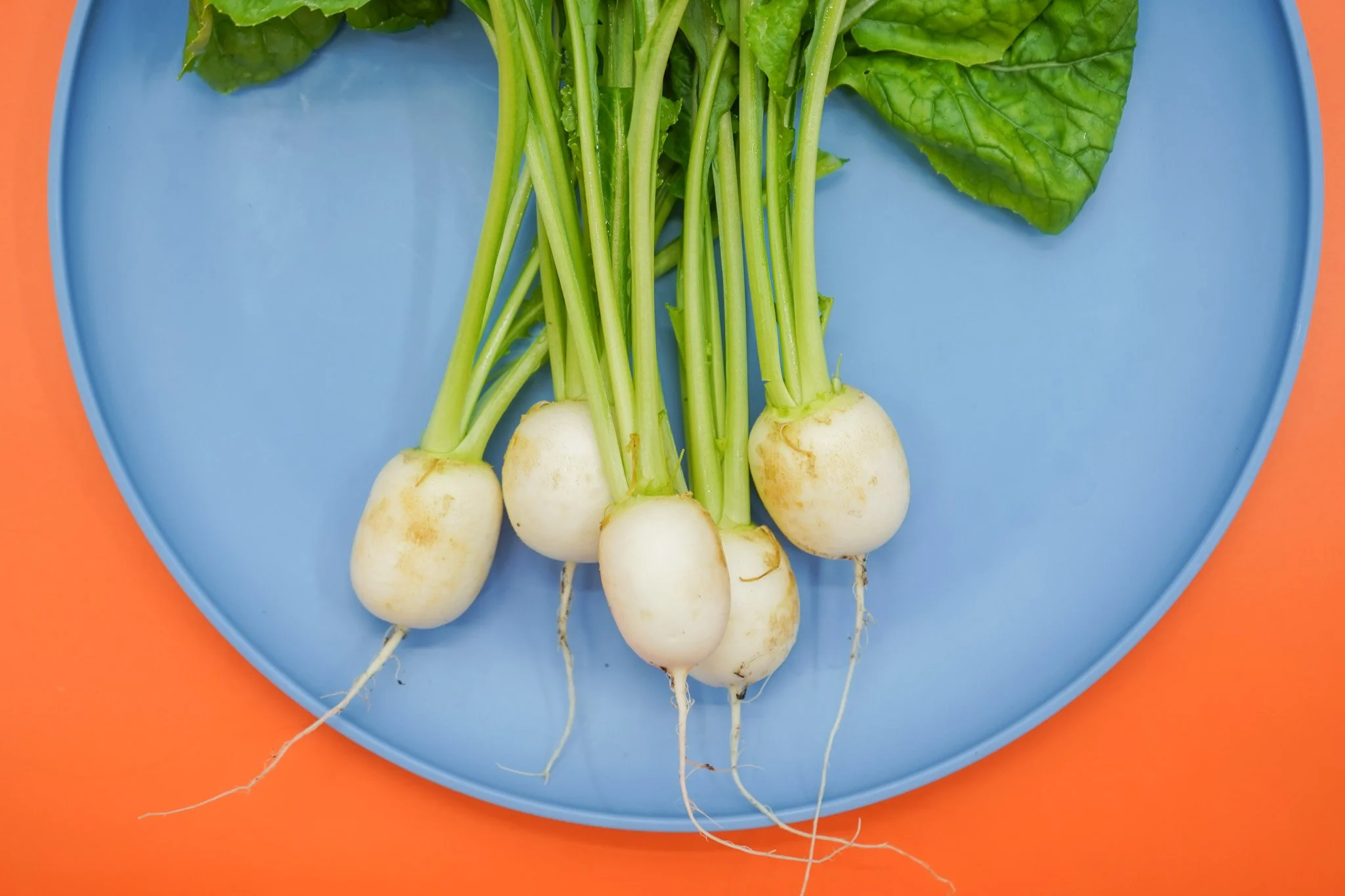 Turnips — Area 2 Farms