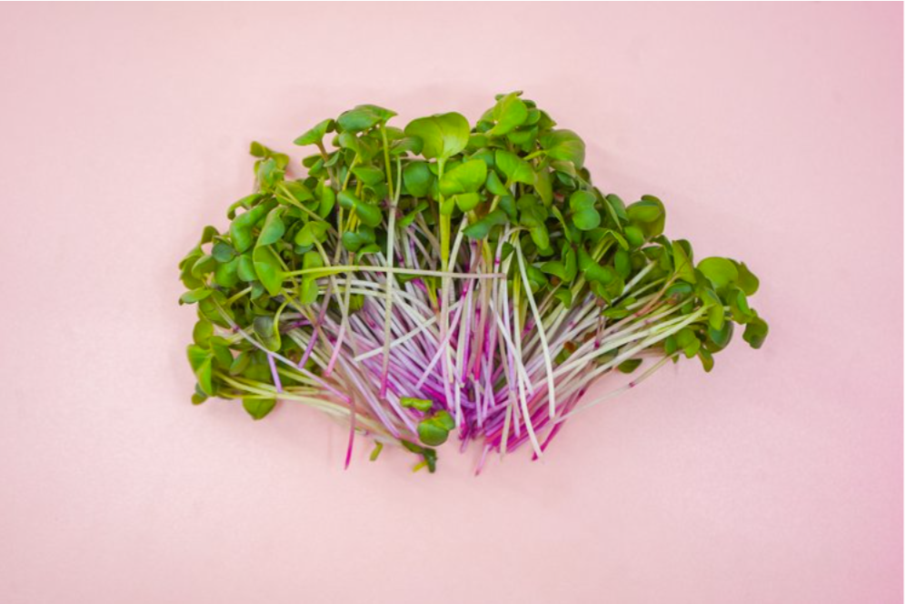 Radish Microgreens — Area 2 Farms