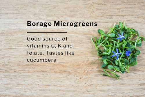 Borage Microgreens — Area 2 Farms