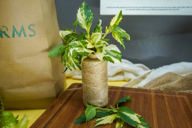 Frosted Peppermint — Area 2 Farms