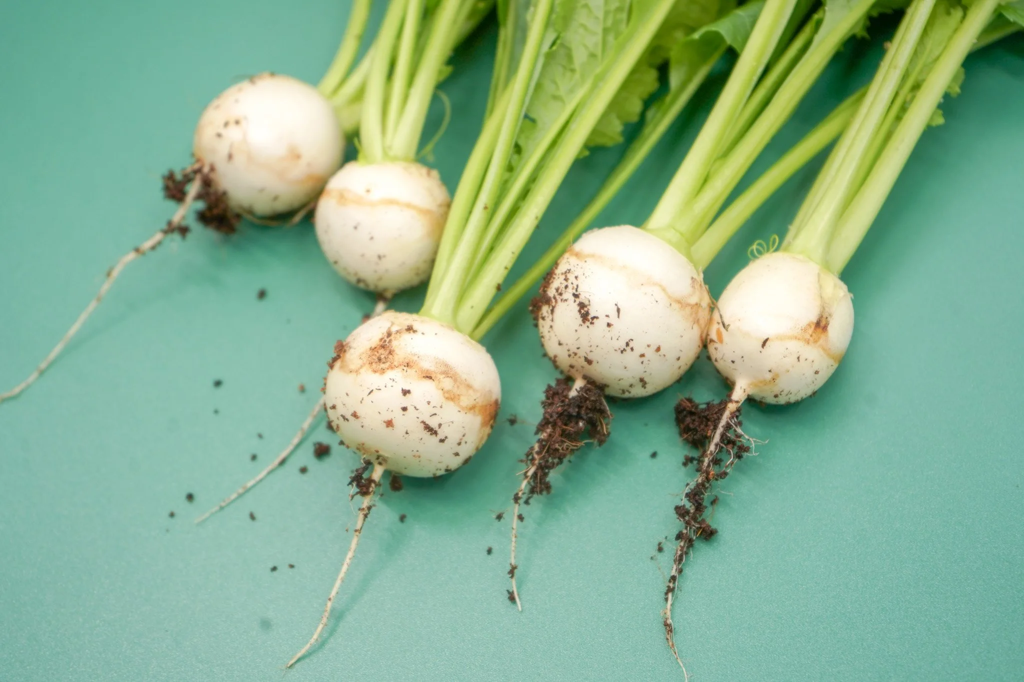 Turnips — Area 2 Farms