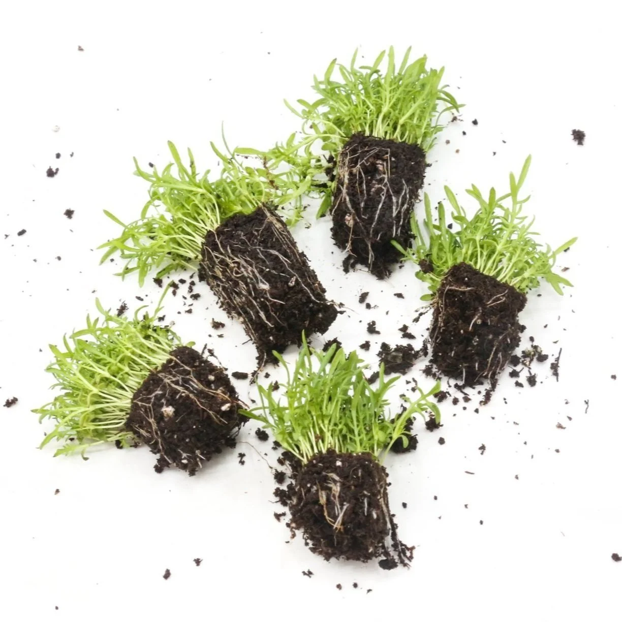 Seedlings — Area 2 Farms